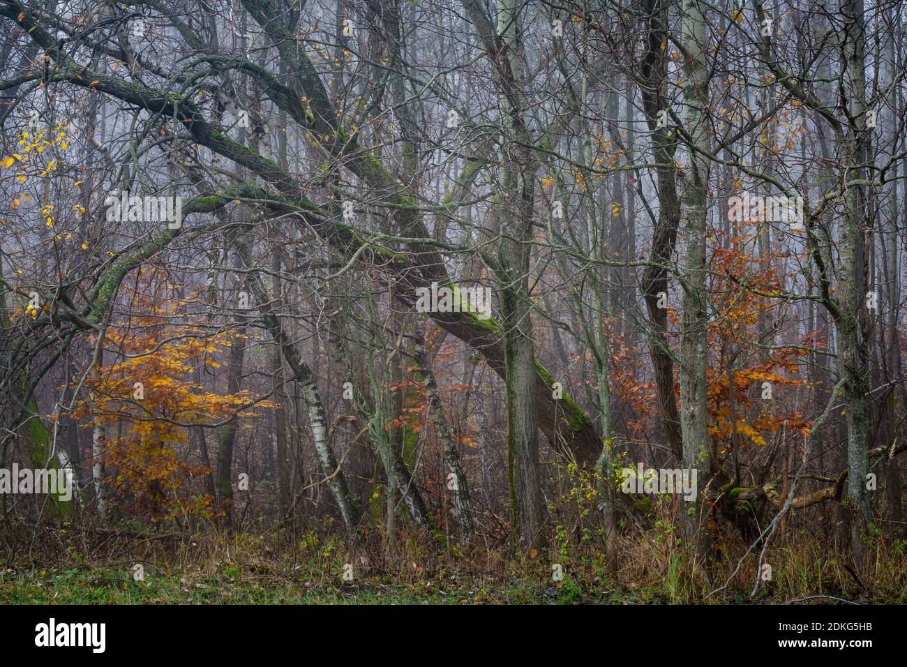 Autumnal woodland in the foothills of Mala Fatra mountain range ...