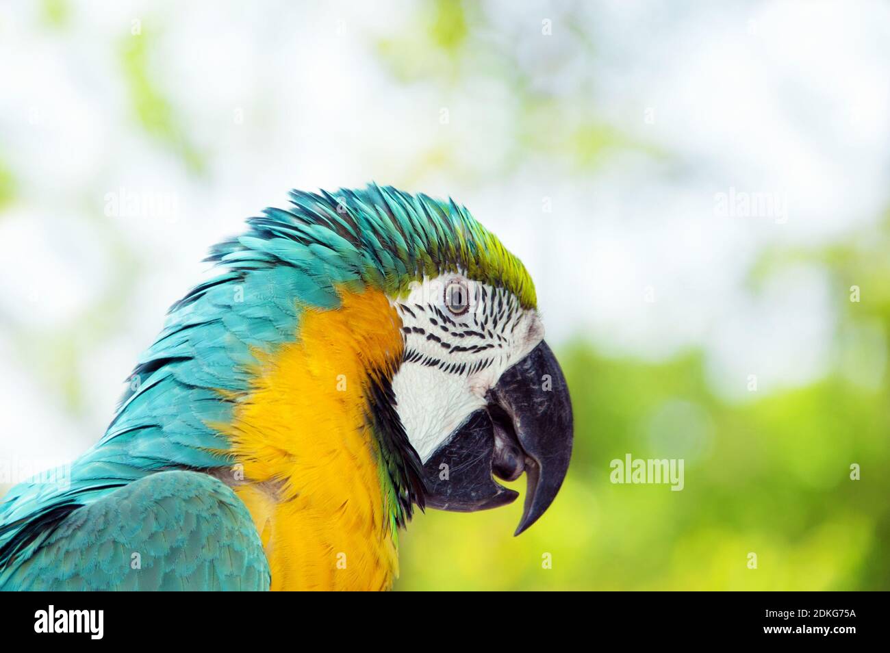 Turquoise And Gold Macaw Parrot High Resolution Stock Photography and ...