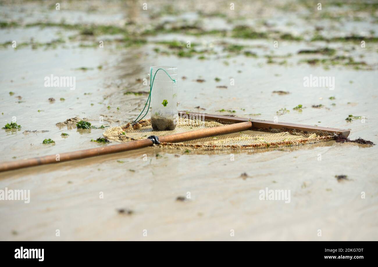 Scoop net fishing hi-res stock photography and images - Alamy