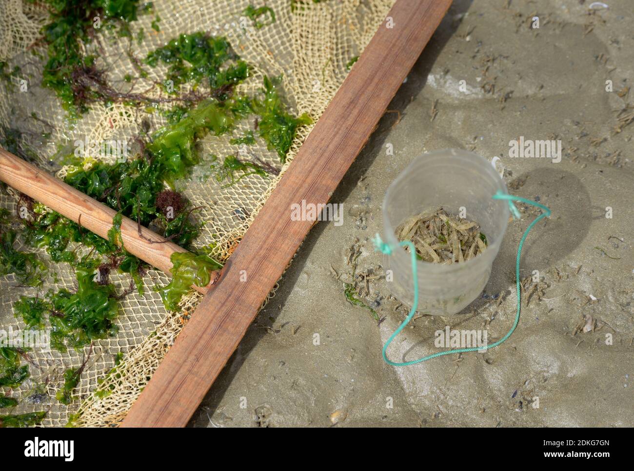 Catching shrimp with fishing net Stock Photo - Alamy