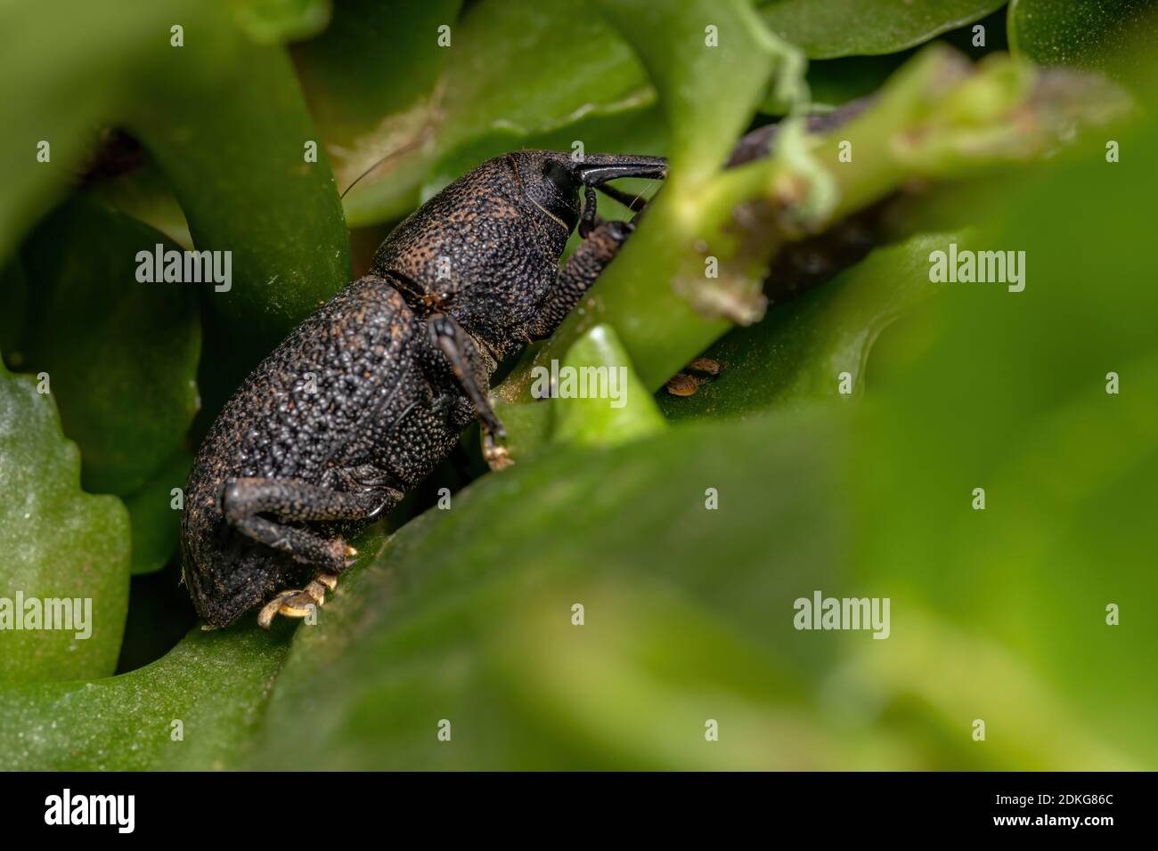 Root weevil hi-res stock photography and images - Alamy