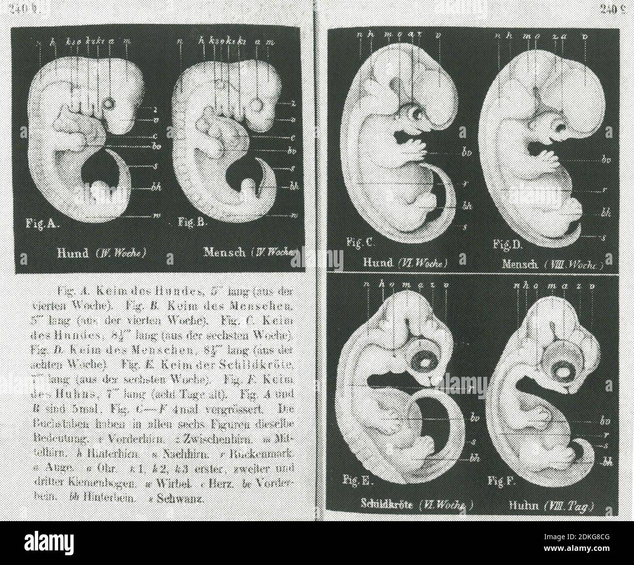 6 day embryo hi-res stock photography and images - Alamy