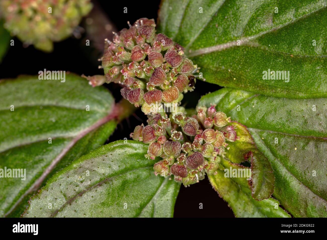 Flower of a Asthma Plant of the species Euphorbia hirta Stock Photo - Alamy