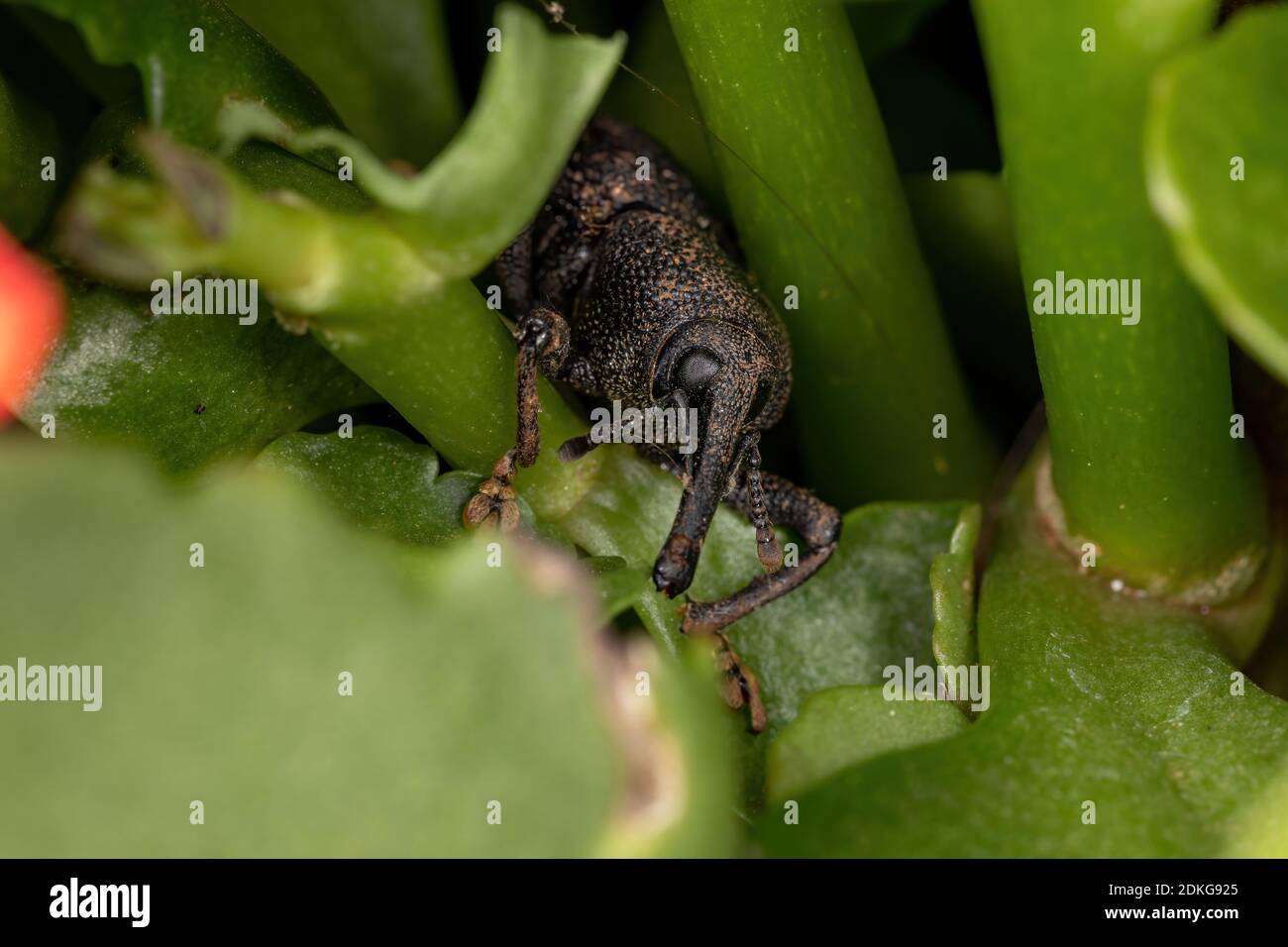 Root weevil hi-res stock photography and images - Alamy