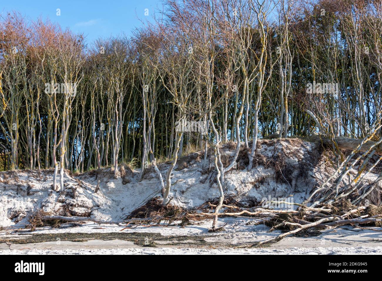 Baltic seaside resort prerow hi-res stock photography and images - Alamy
