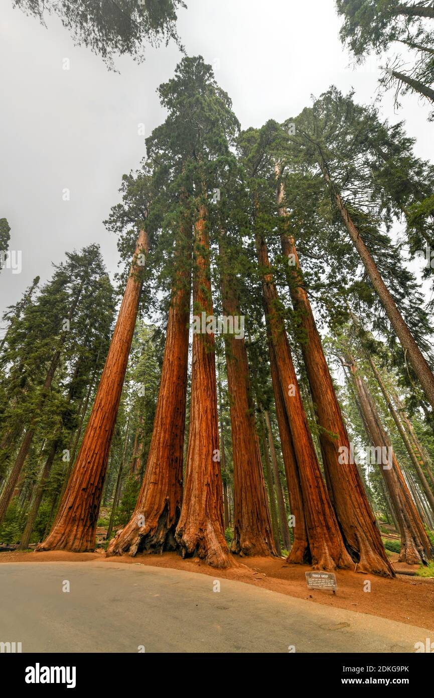 Giant sequoias sequoiadendron giganteum hi-res stock photography and images - Alamy