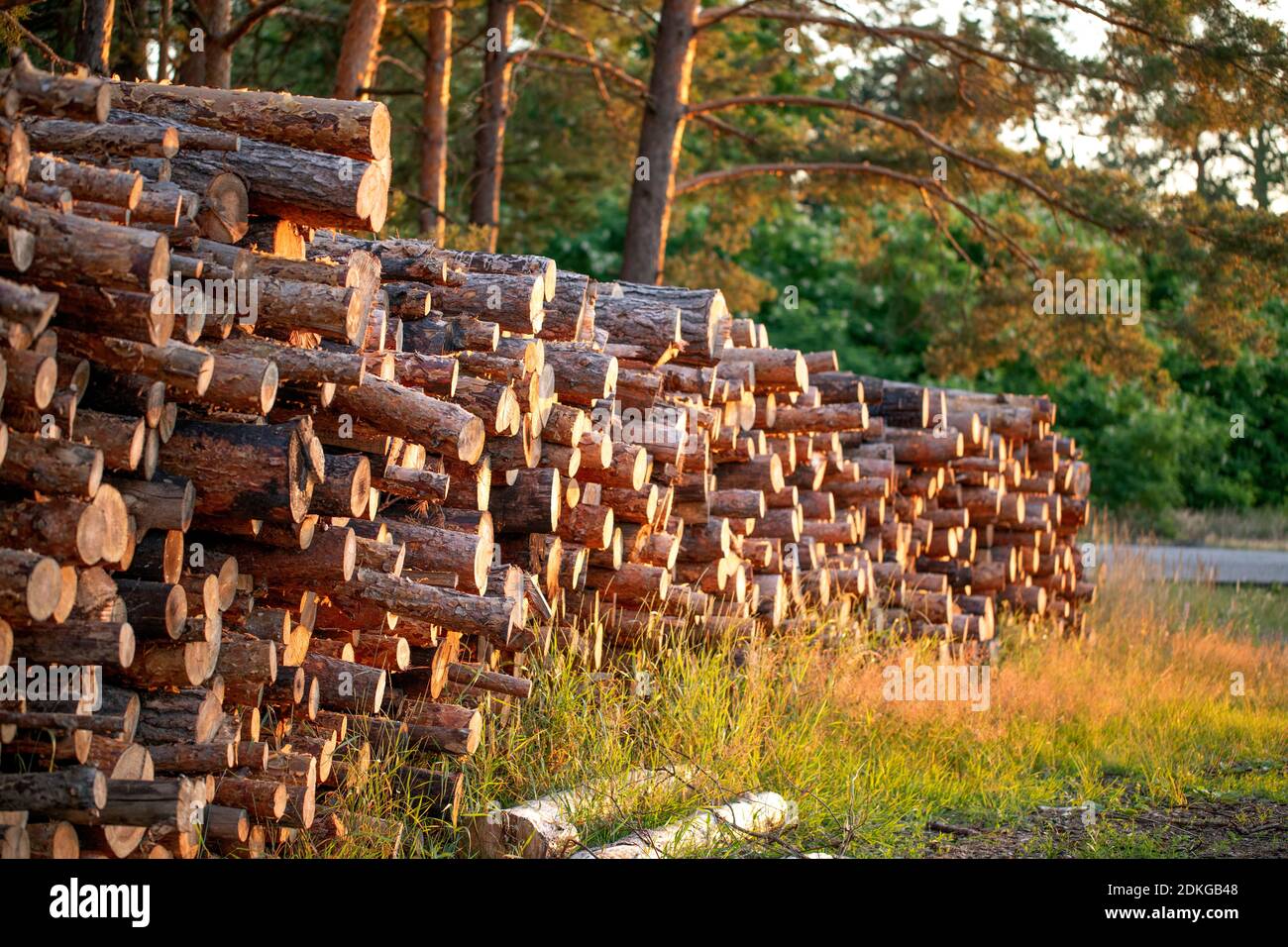 Wood logs extracted from the pine forest lie on a pile Stock Photo - Alamy