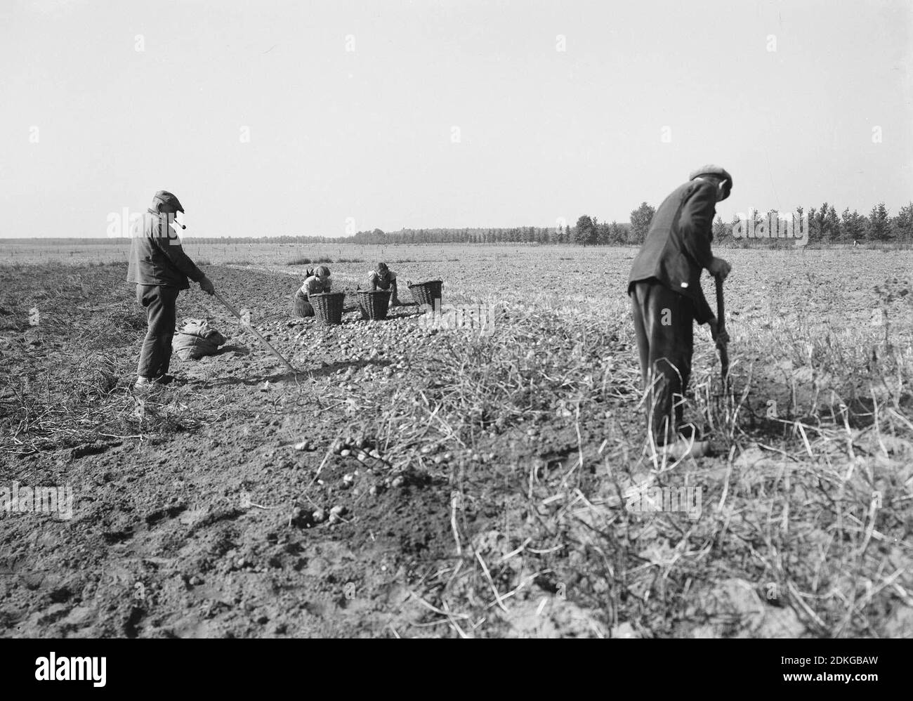 Potato farming vintage hi-res stock photography and images - Alamy