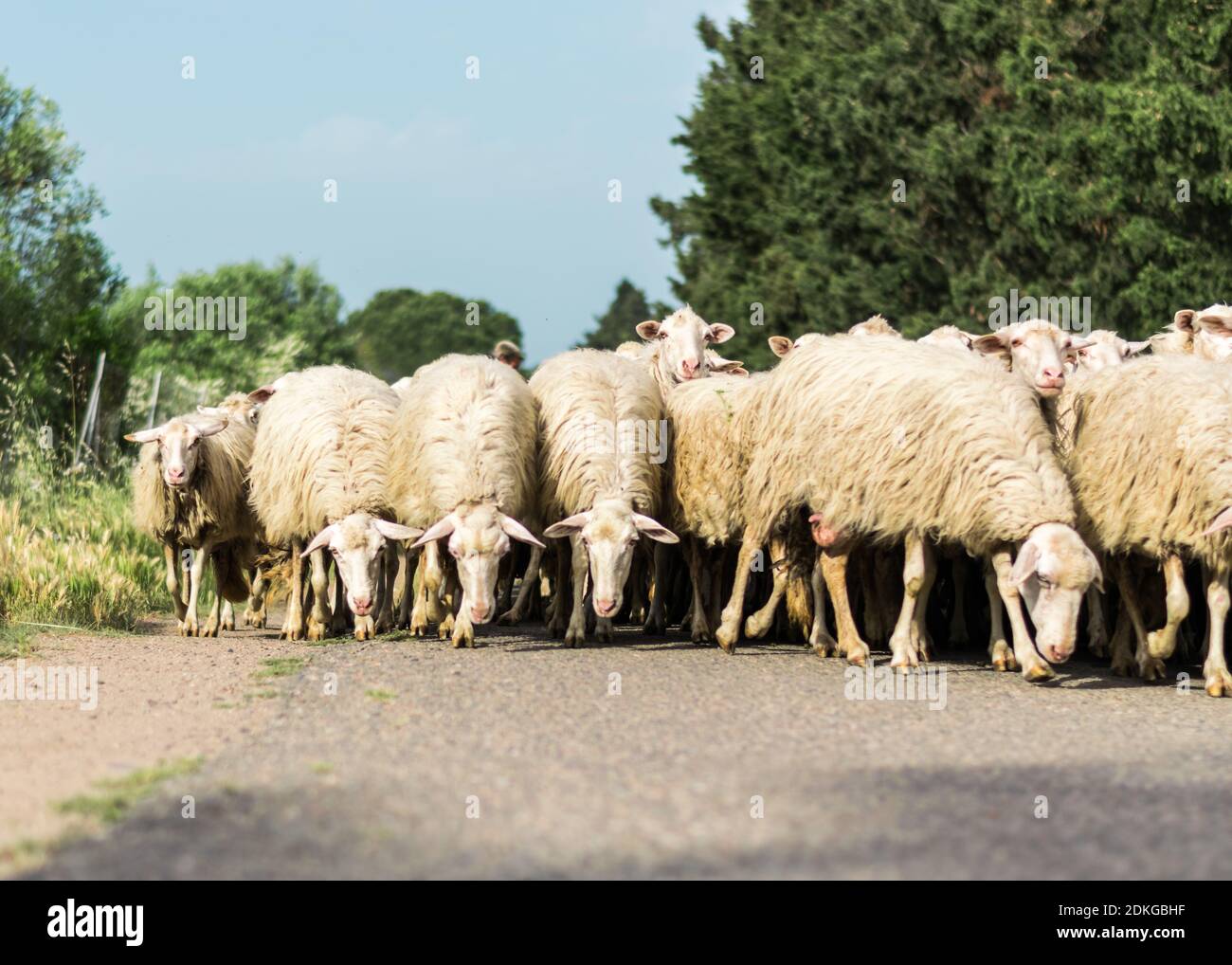 What Color Are Sardinian Shepherd Dog Dogs