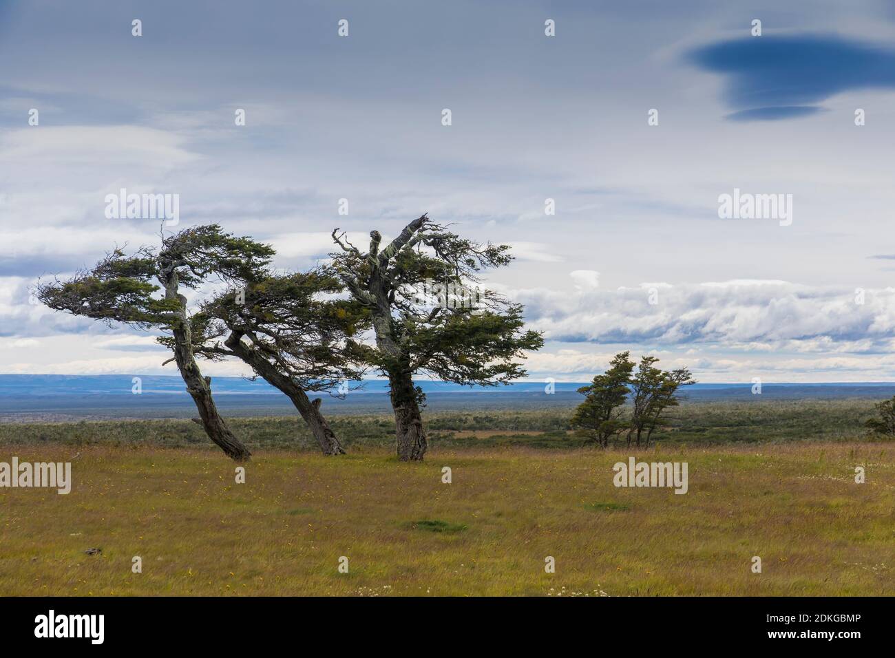 Wind-shaped trees with lichen in the pampas in Patagonia, Chile, South ...