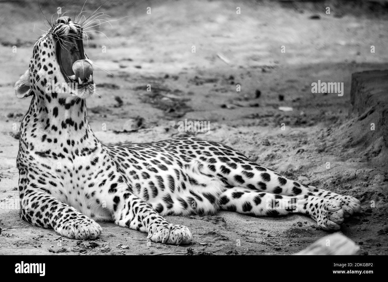 Leopard roaring hi-res stock photography and images - Alamy