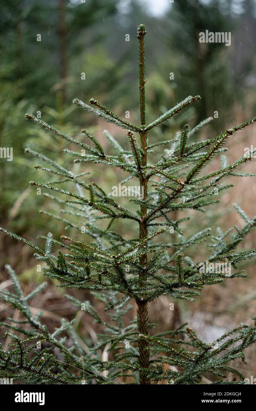 Green spruce tree in winter forest Stock Photo - Alamy