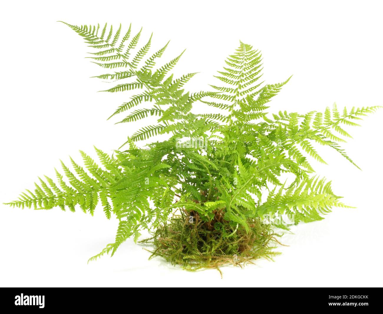 Fern Plant with Moss on White Background Stock Photo - Alamy