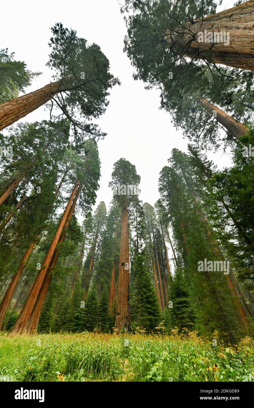 Big Trees Trail in Sequoia National Park where are the biggest trees of ...