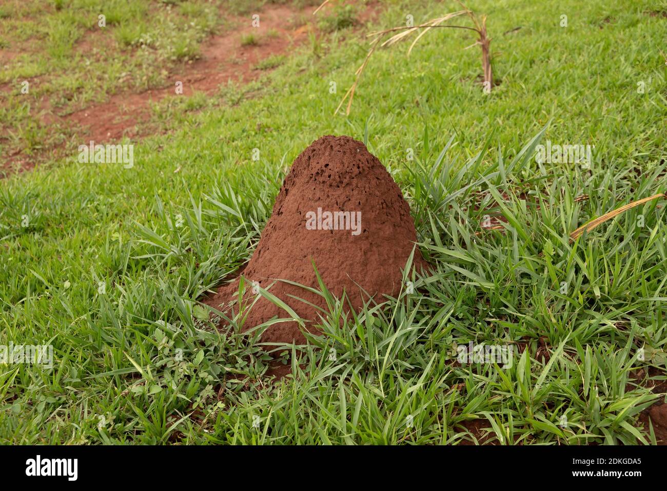 Termite Mound in a grassy field in close up Stock Photo - Alamy