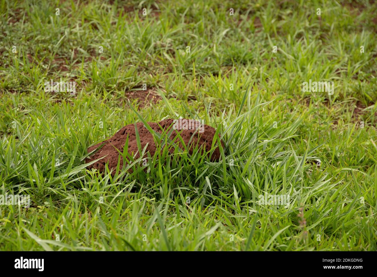 Termite Mound in a grassy field in close up Stock Photo - Alamy