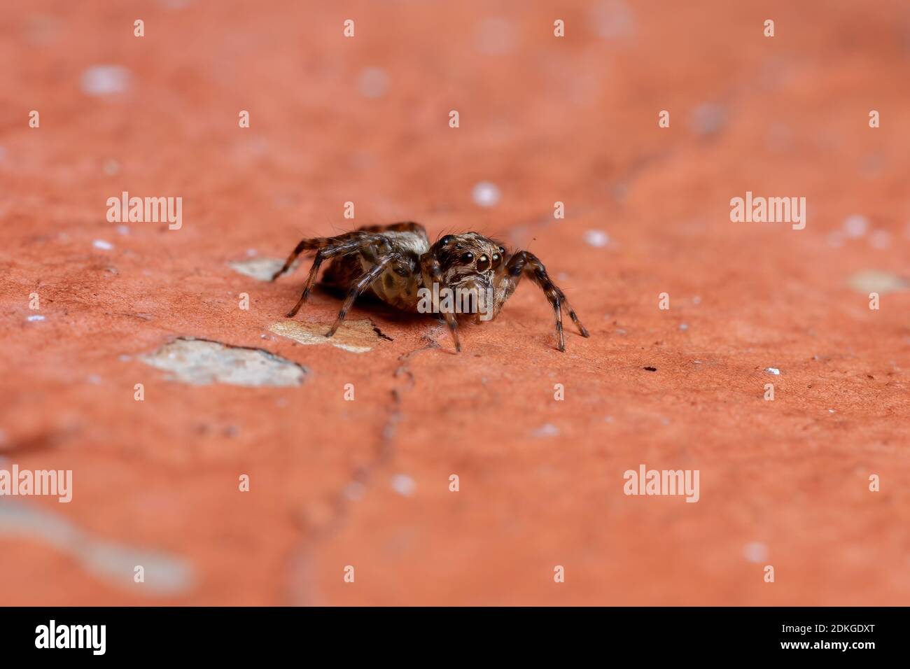 Adult Female Jumping Spider of the Tribe Euophryini Stock Photo - Alamy