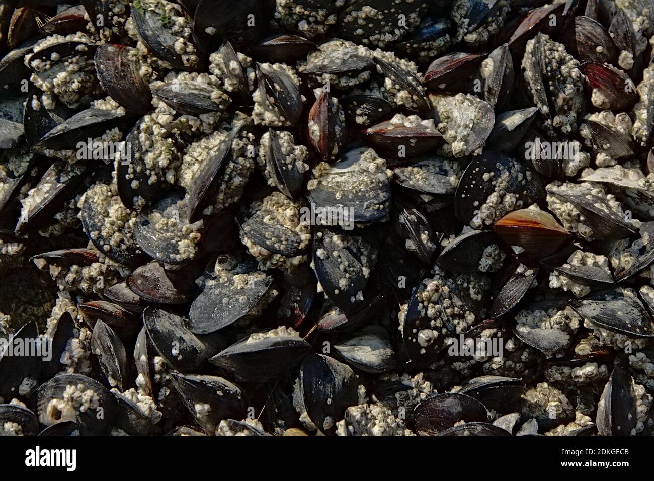 mussels growing closely together on a rock along the river - mollusca ...