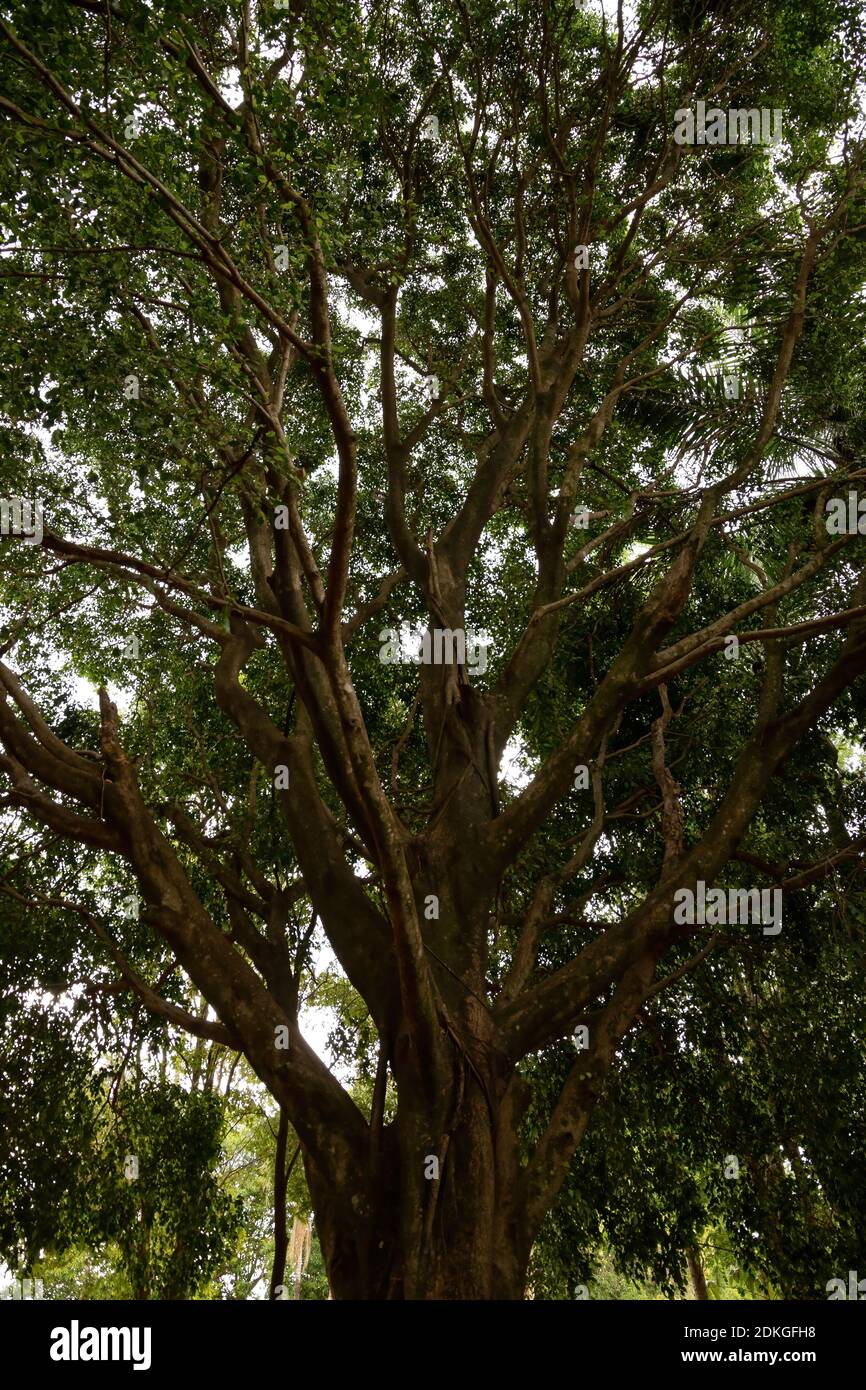 Big fig tree of the genus ficus Stock Photo - Alamy