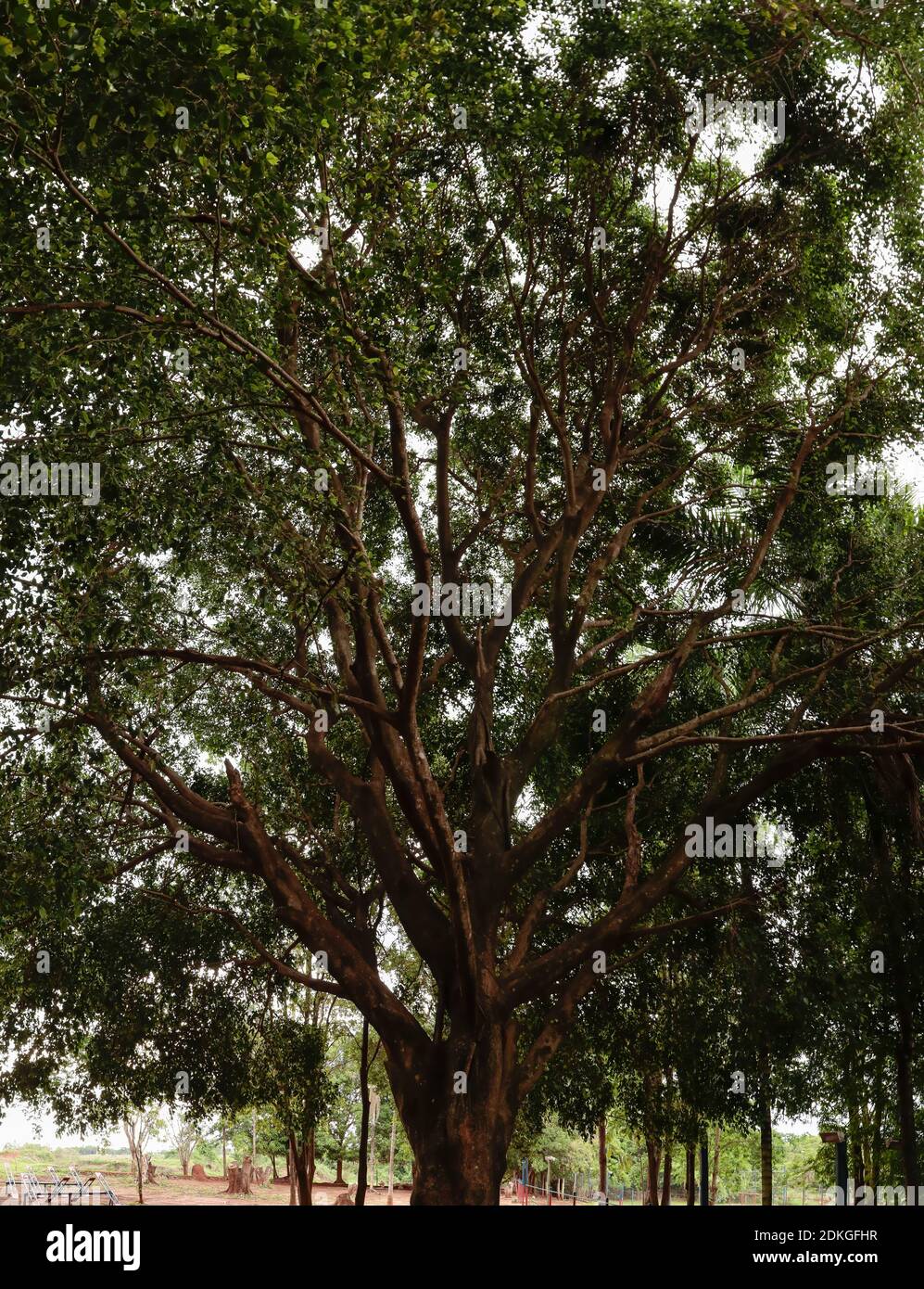 Big fig tree of the genus ficus Stock Photo - Alamy