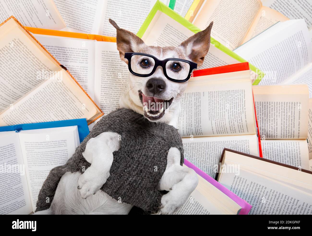 jack russell dog reading a book with nerd glasses, looking smart and ...