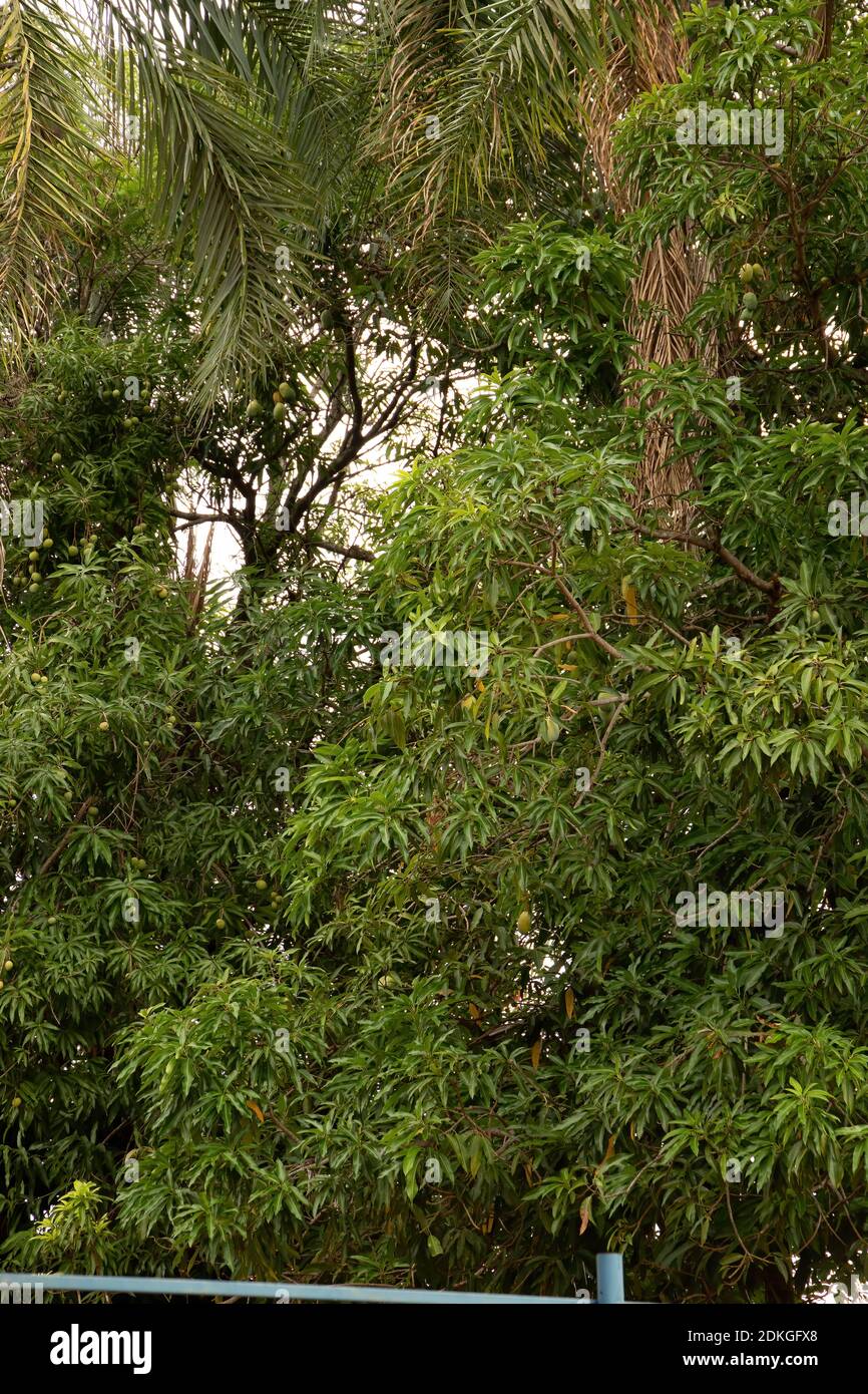 Mango tree of the species Mangifera indica with fruits Stock Photo - Alamy