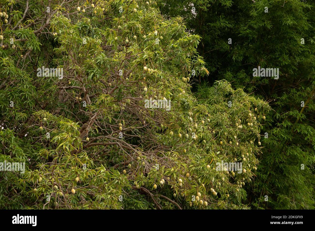 Mango tree of the species Mangifera indica with fruits Stock Photo - Alamy