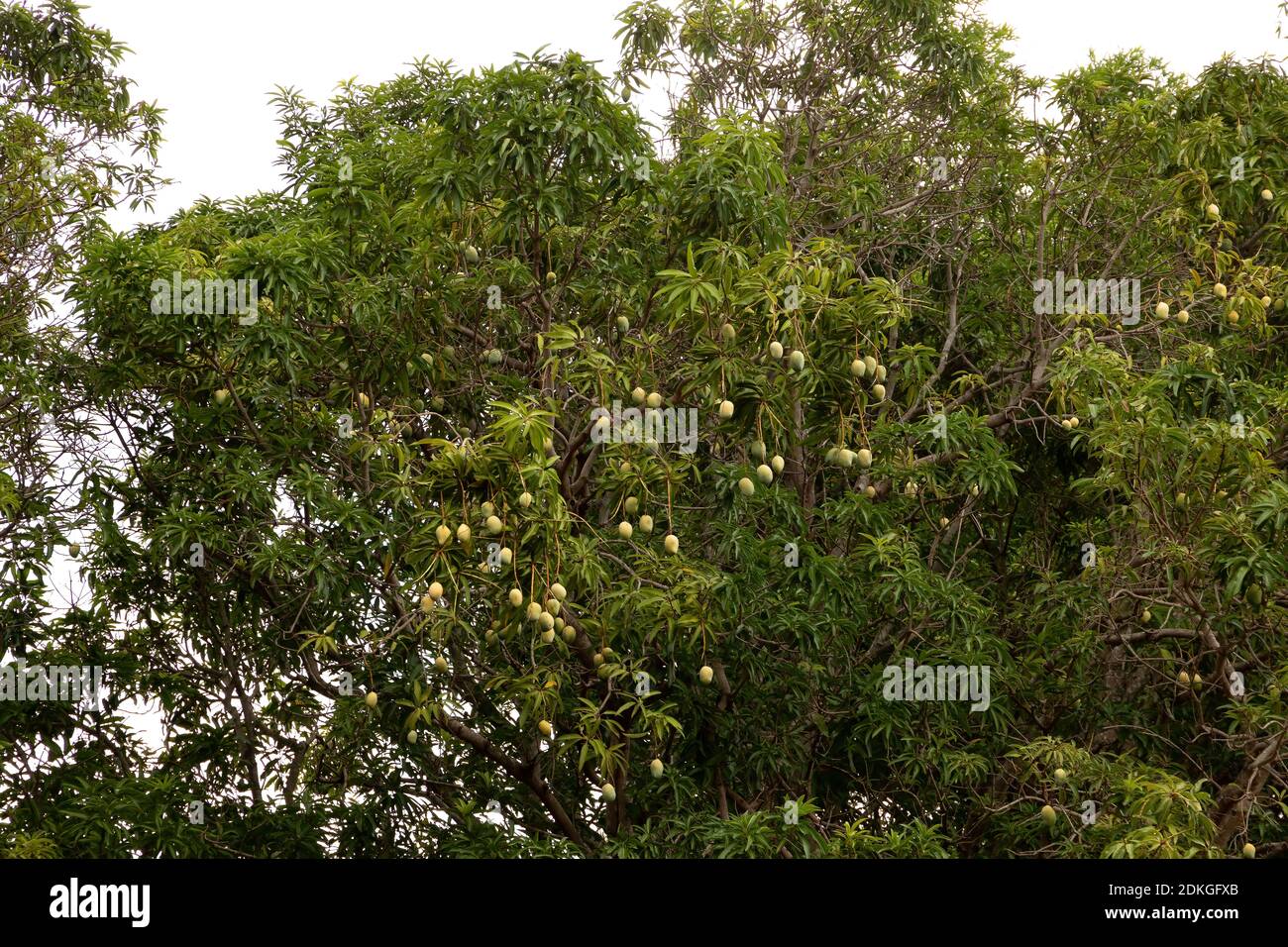 Mango tree of the species Mangifera indica with fruits Stock Photo - Alamy