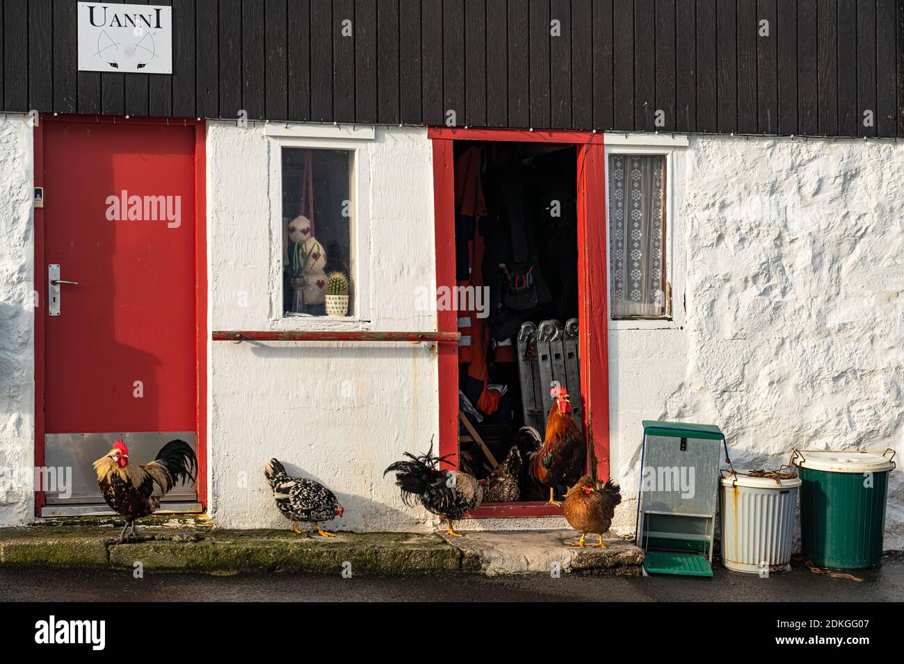 Chicken farm, Gásadalur, Várga Island, Faroe Islands Stock Photo - Alamy