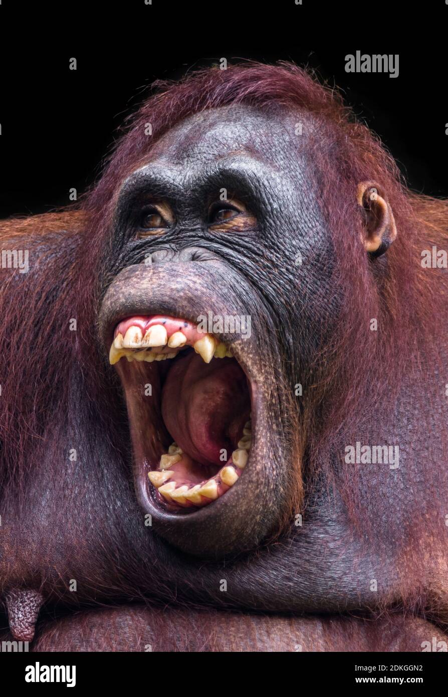 Orangutan open mouth hi-res stock photography and images - Alamy