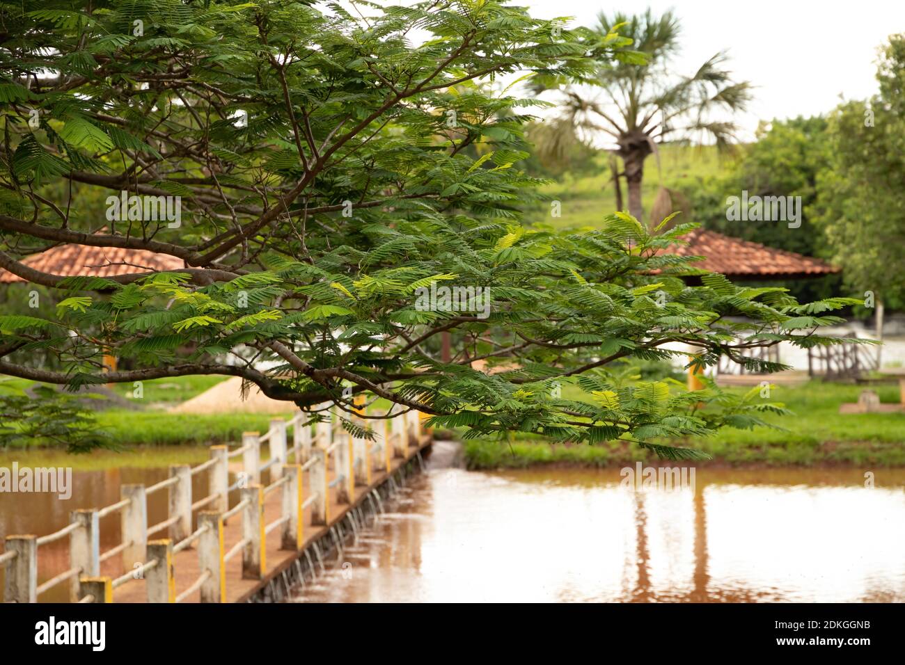 Foliage of Flamboyant Tree of the species Delonix regia in the Apore ...