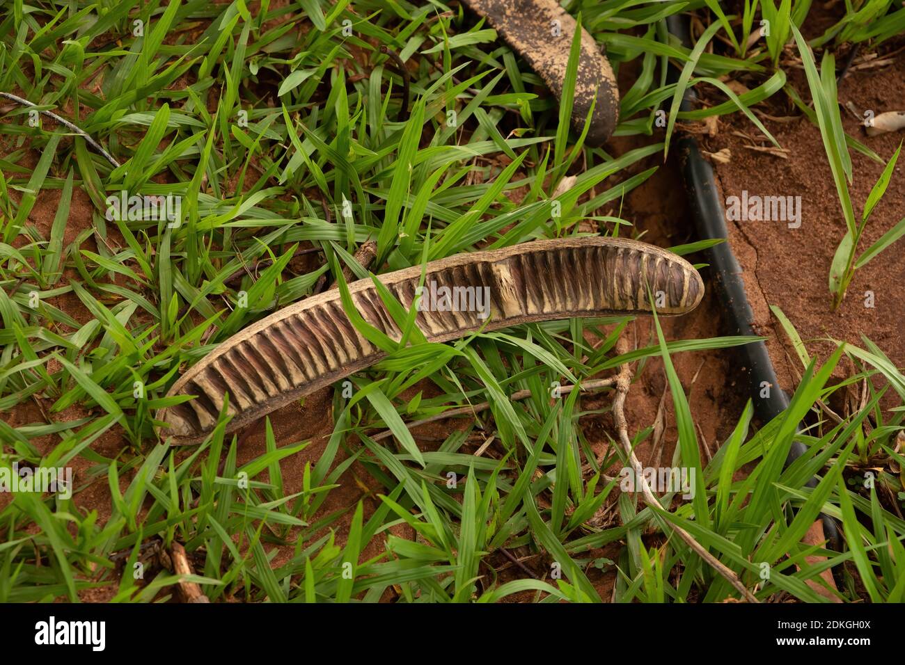 Fruit of Flamboyant of the species Delonix regia in the ground Stock ...