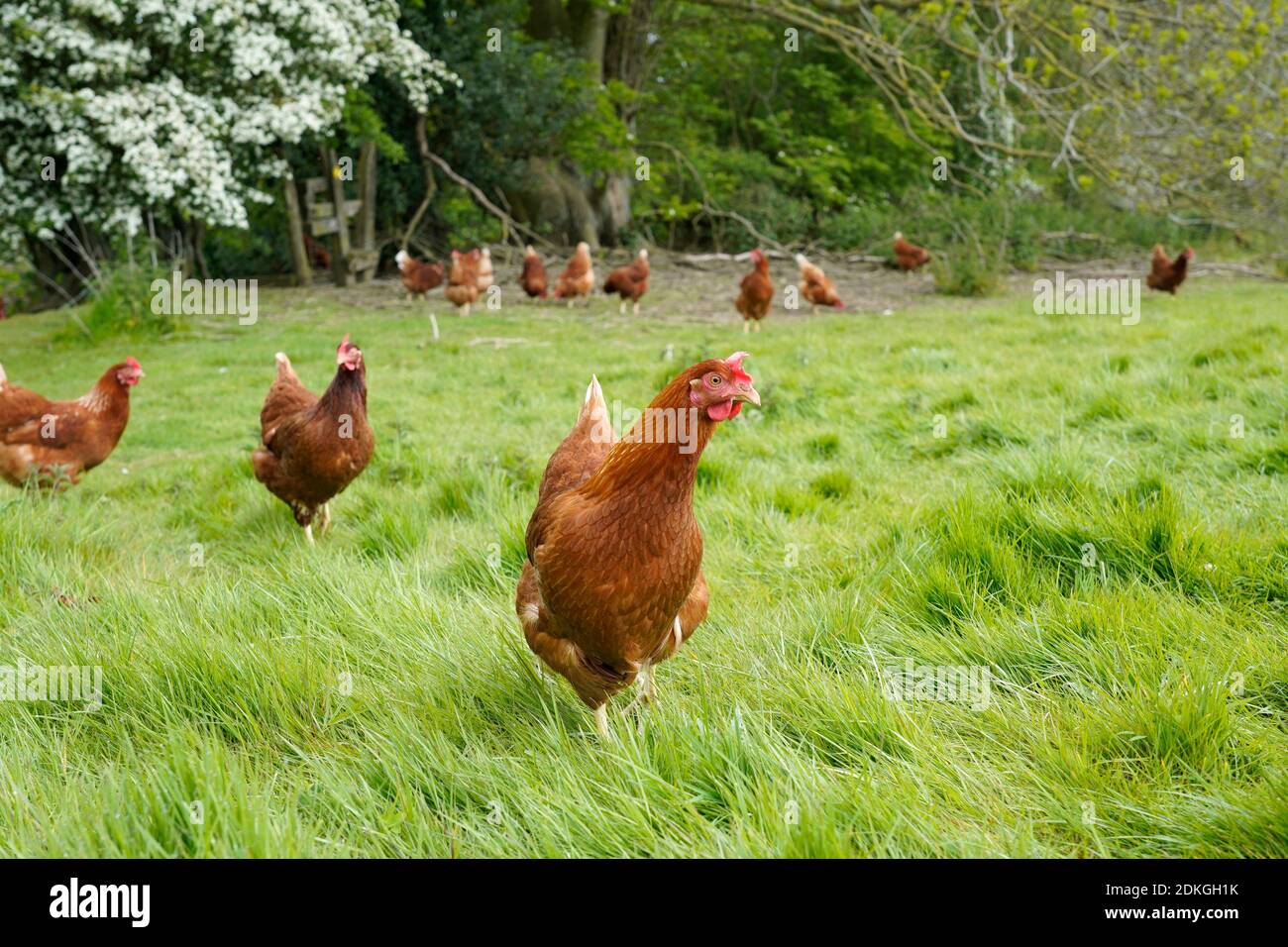 Free range poultry chicken farm - free range hen farm Stock Photo - Alamy