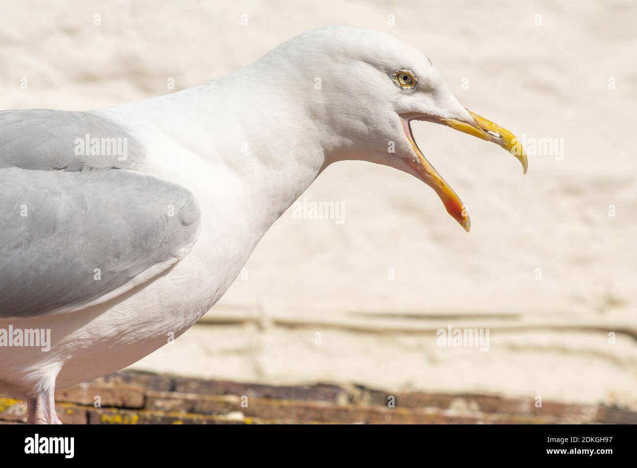 Loud squawk hi-res stock photography and images - Alamy