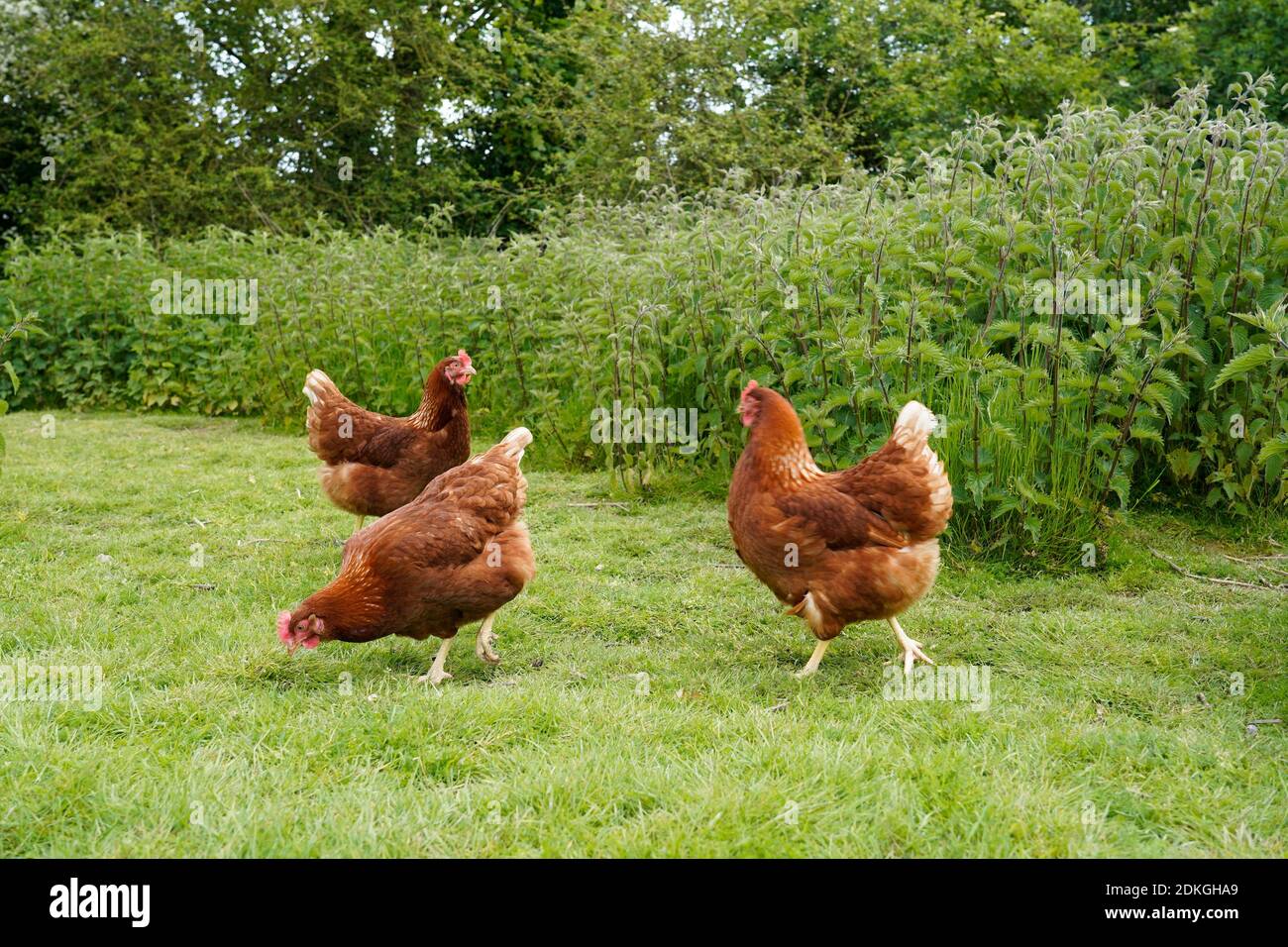 Free range poultry chicken farm - free range hen farm Stock Photo - Alamy