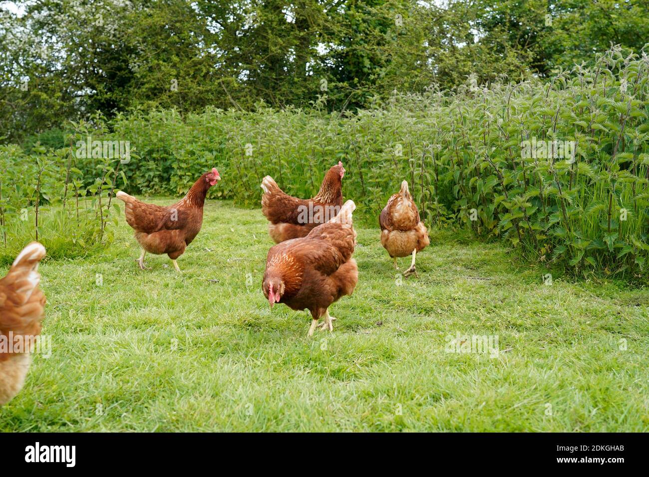Free range poultry chicken farm - free range hen farm Stock Photo - Alamy