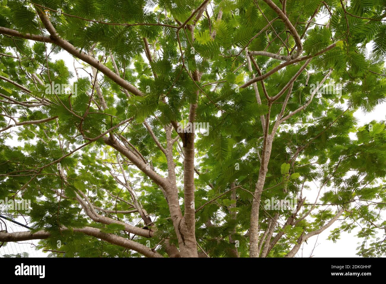 Foliage of Flamboyant Tree of the species Delonix regia Stock Photo - Alamy