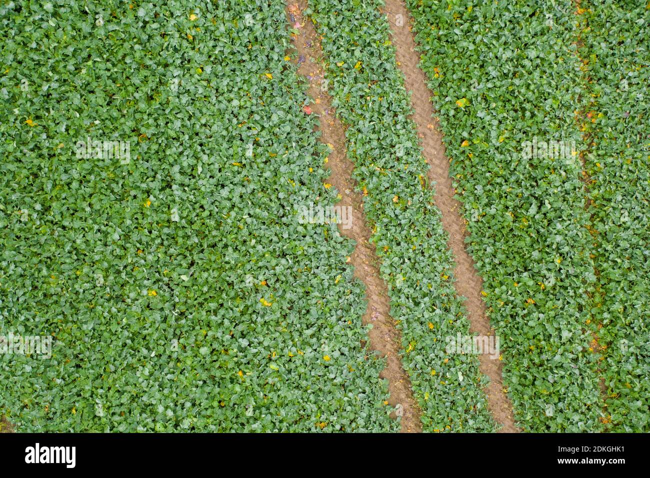 Green field with lanes, agricultural landscape, Germany Stock Photo - Alamy