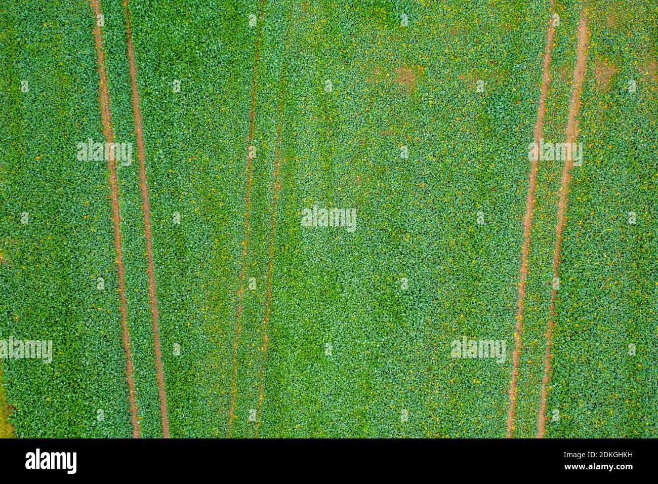 Green field with lanes, agricultural landscape, Germany Stock Photo - Alamy