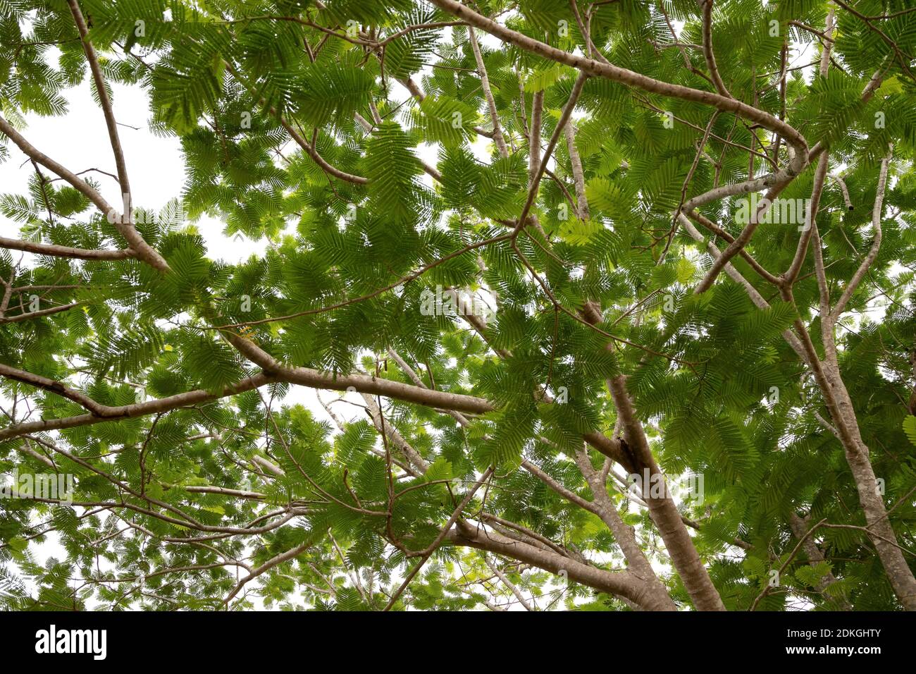 Foliage of Flamboyant Tree of the species Delonix regia Stock Photo - Alamy