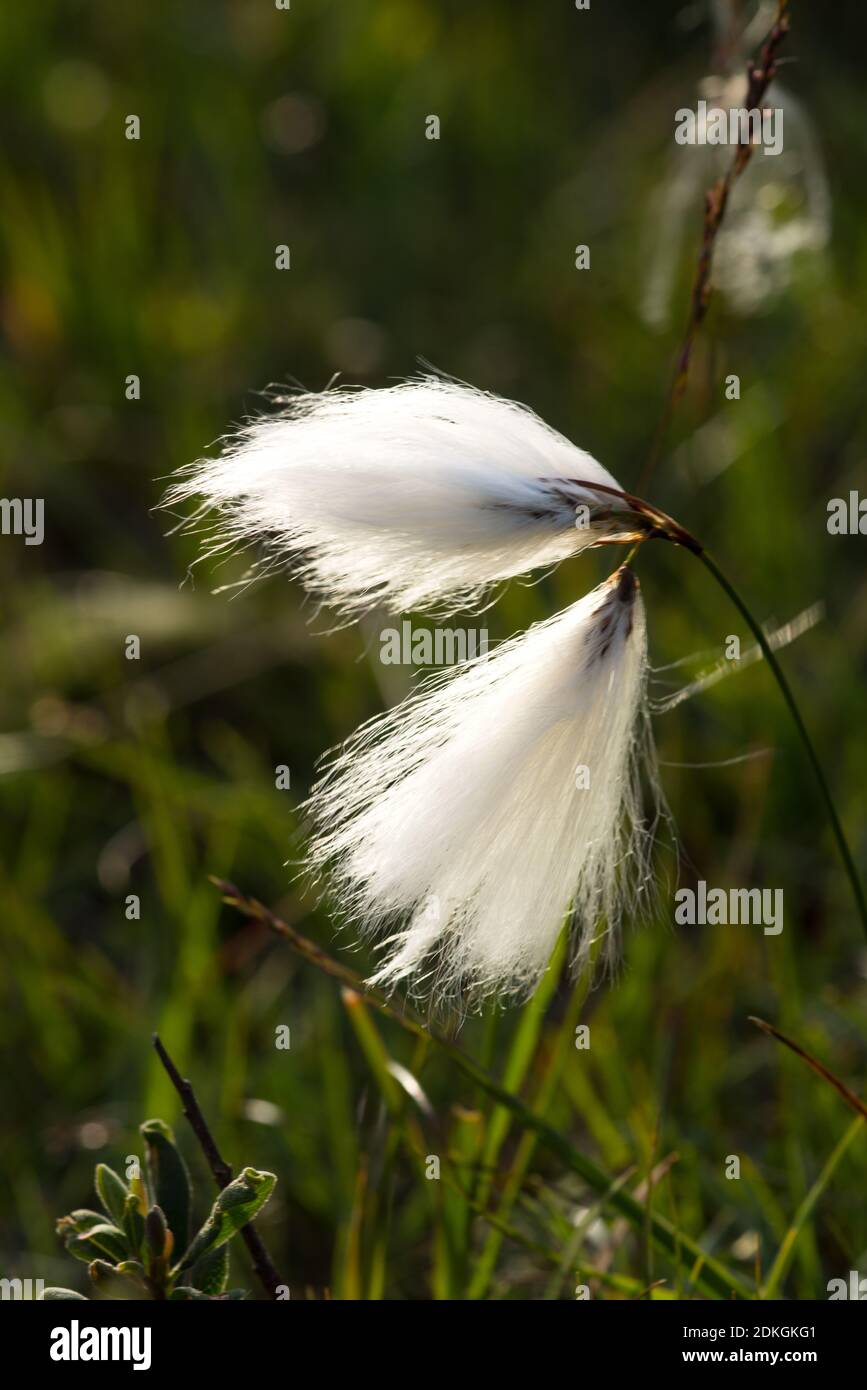 Bog Cotton white wild flower blowing in the wind on a turf, peat, bog ...