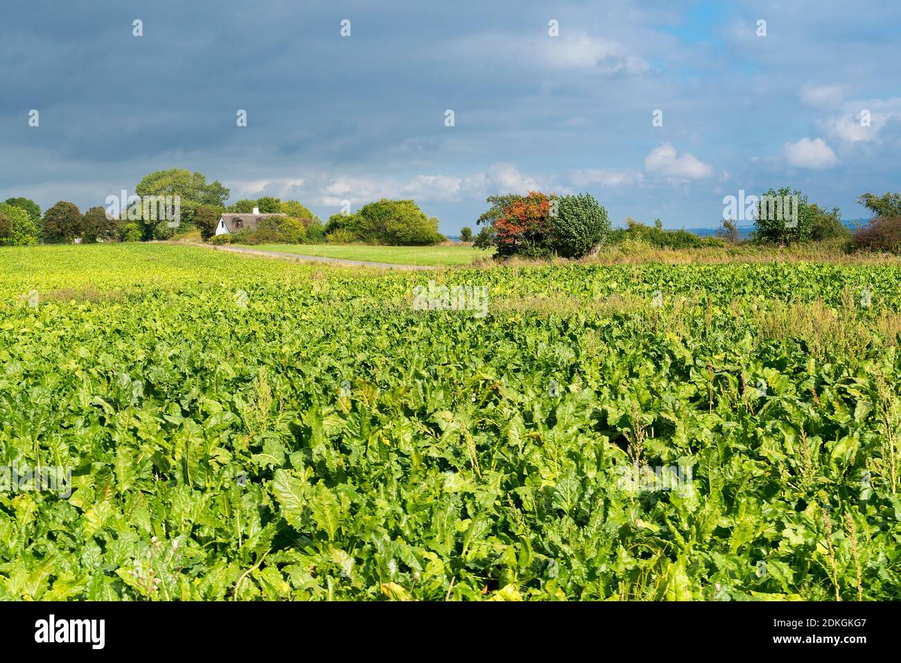 Northern Spinach High Resolution Stock Photography and Images - Alamy
