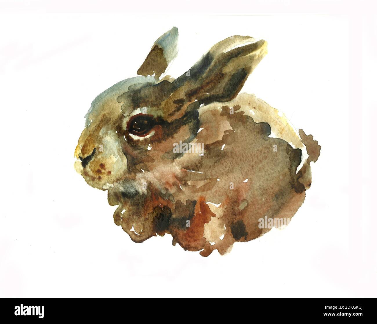 small hare watercolor Stock Photo - Alamy