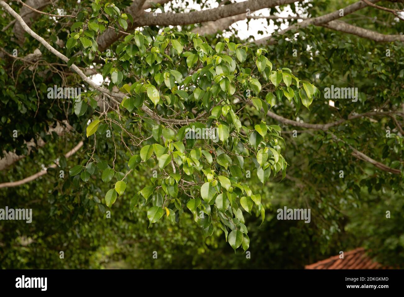 Foliage of Weeping Fig Tree of the species Ficus benjamina Stock Photo ...