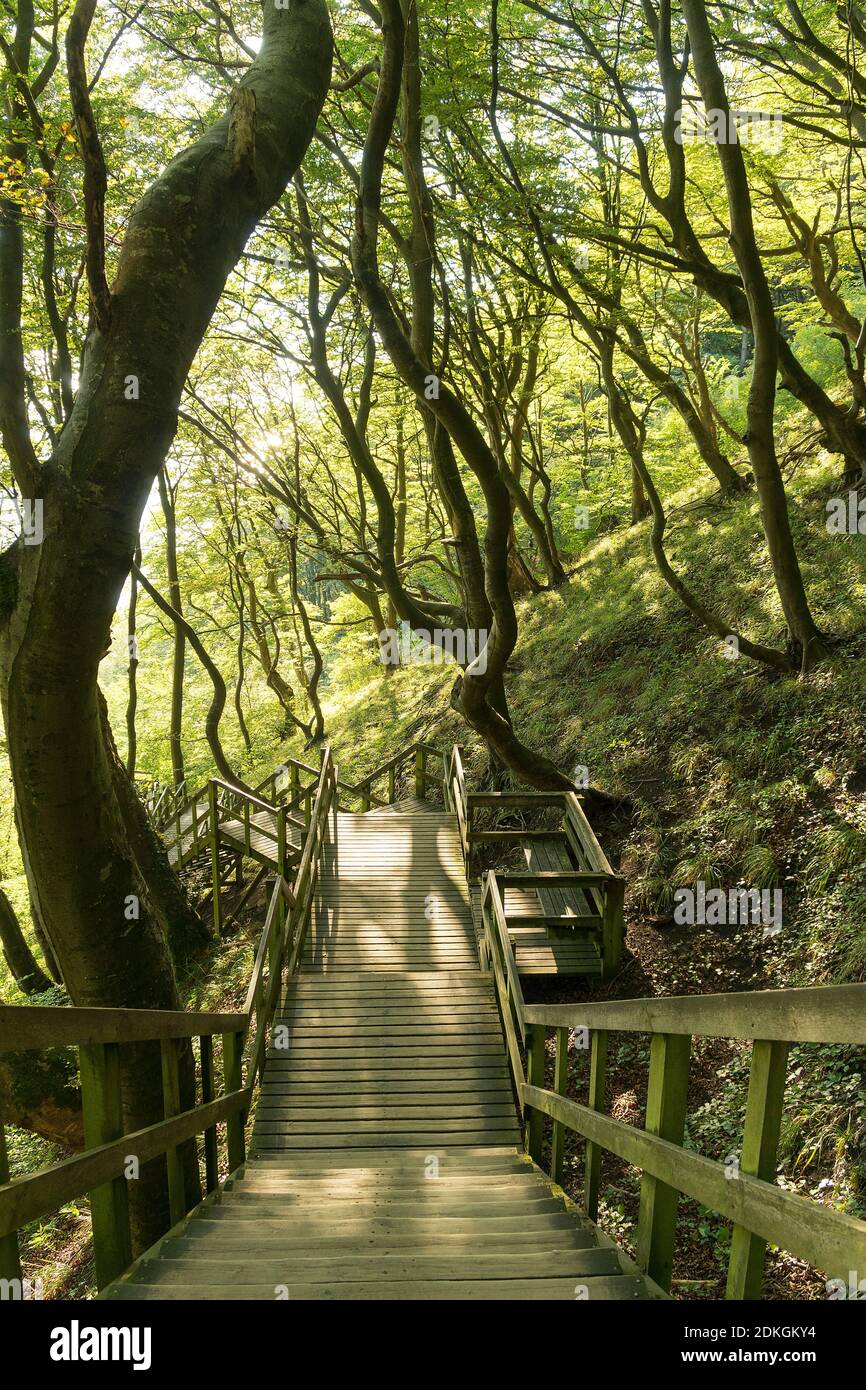 Denmark, Møns Klint, steep coast, hiking trail, main stairs Stock Photo ...