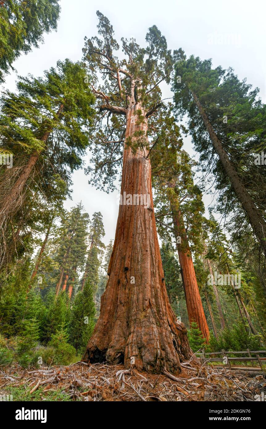 Sequoia Tree from General Grant Grove, a section of Kings Canyon ...