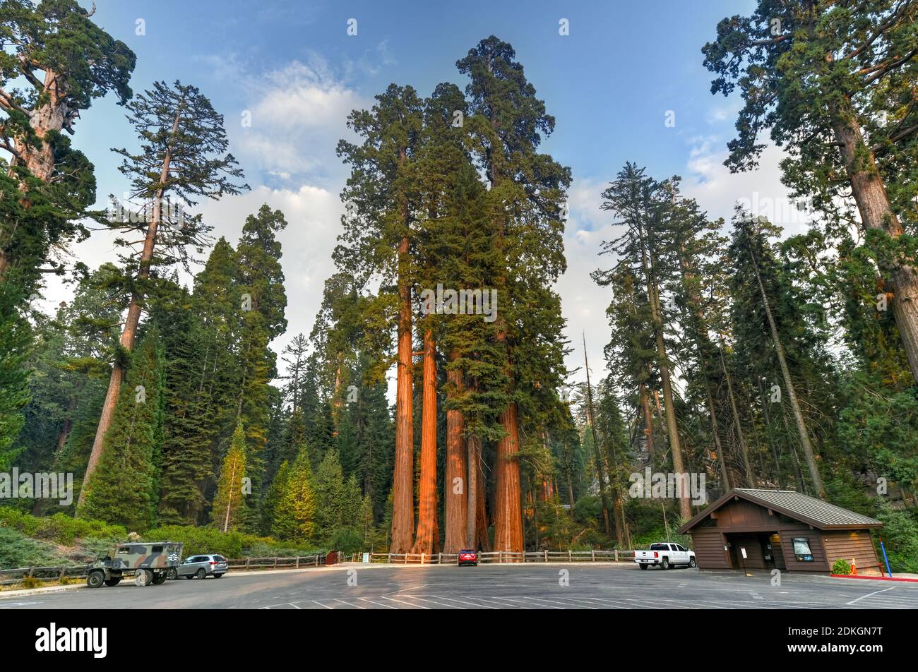 Sequoia Tree from General Grant Grove, a section of Kings Canyon ...
