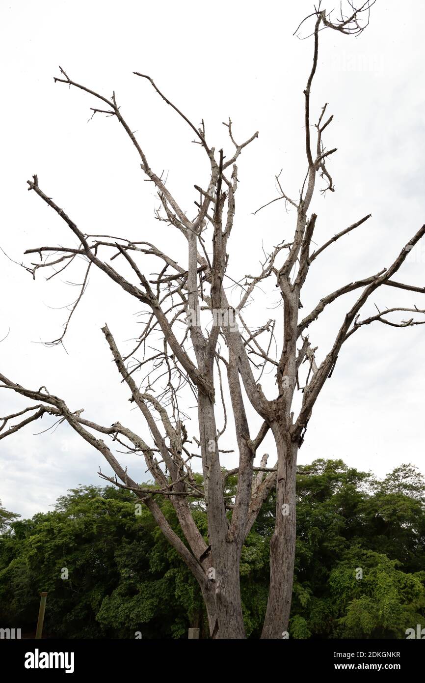 Branches of a tall dry tree in the afternoon Stock Photo - Alamy