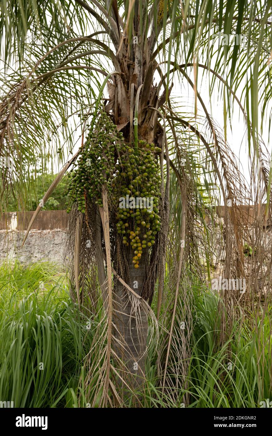 Queen Palm Tree of the species Syagrus romanzoffiana Stock Photo - Alamy
