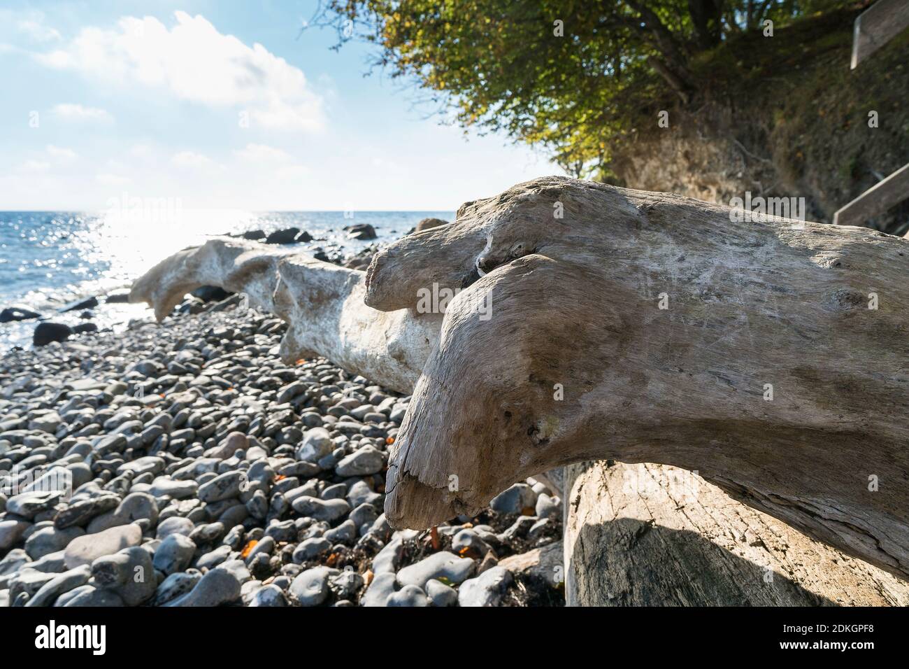 Møns Klint, steep coast, coastal footpath, flotsam on the beach, wood ...